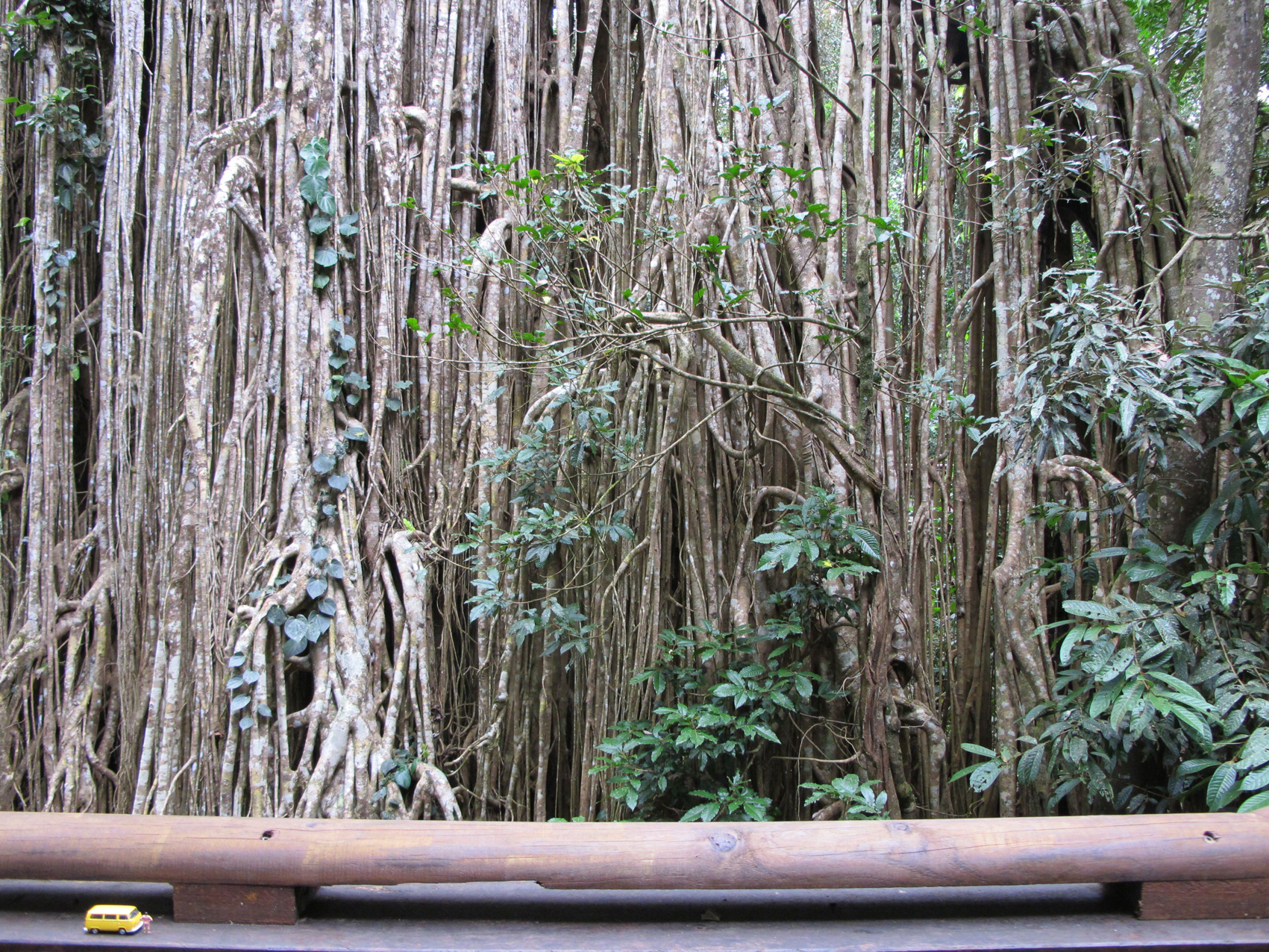 BodosBusTours Fig Tree - BodosBusTours